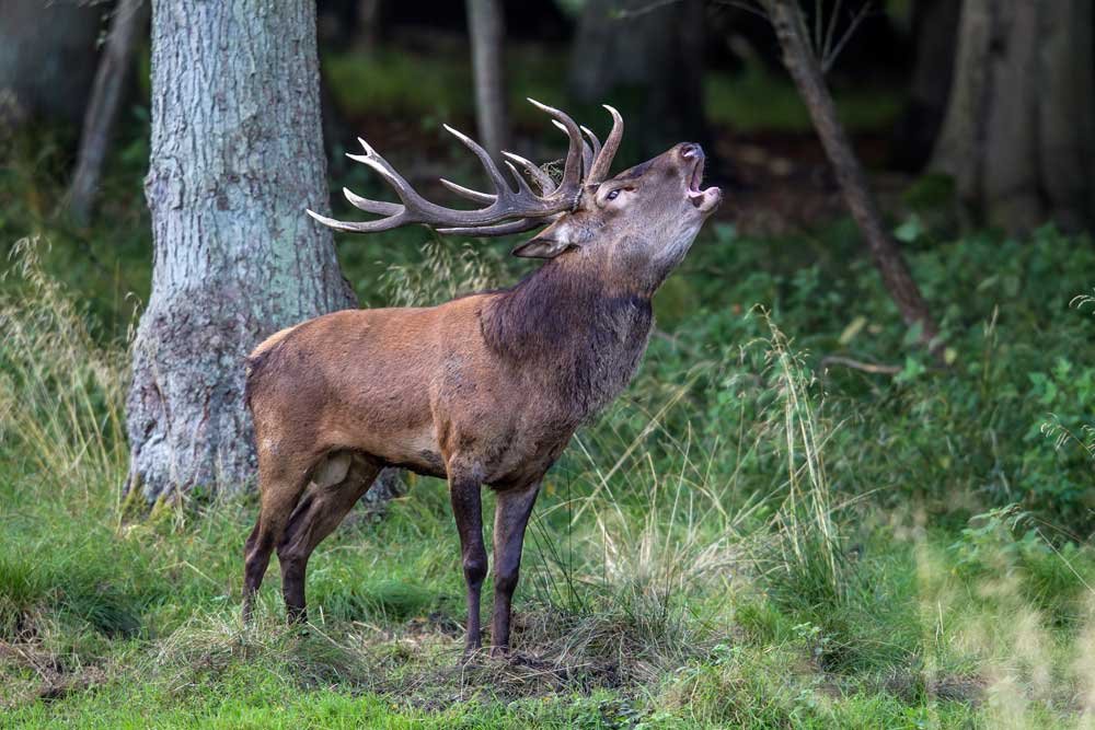 Rotwild im Südschwarzwald: Konflikte erfolgreich entschärfen ...