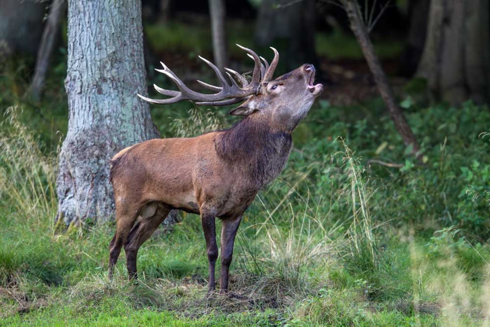 Rotwild im Südschwarzwald: Konflikte erfolgreich entschärfen