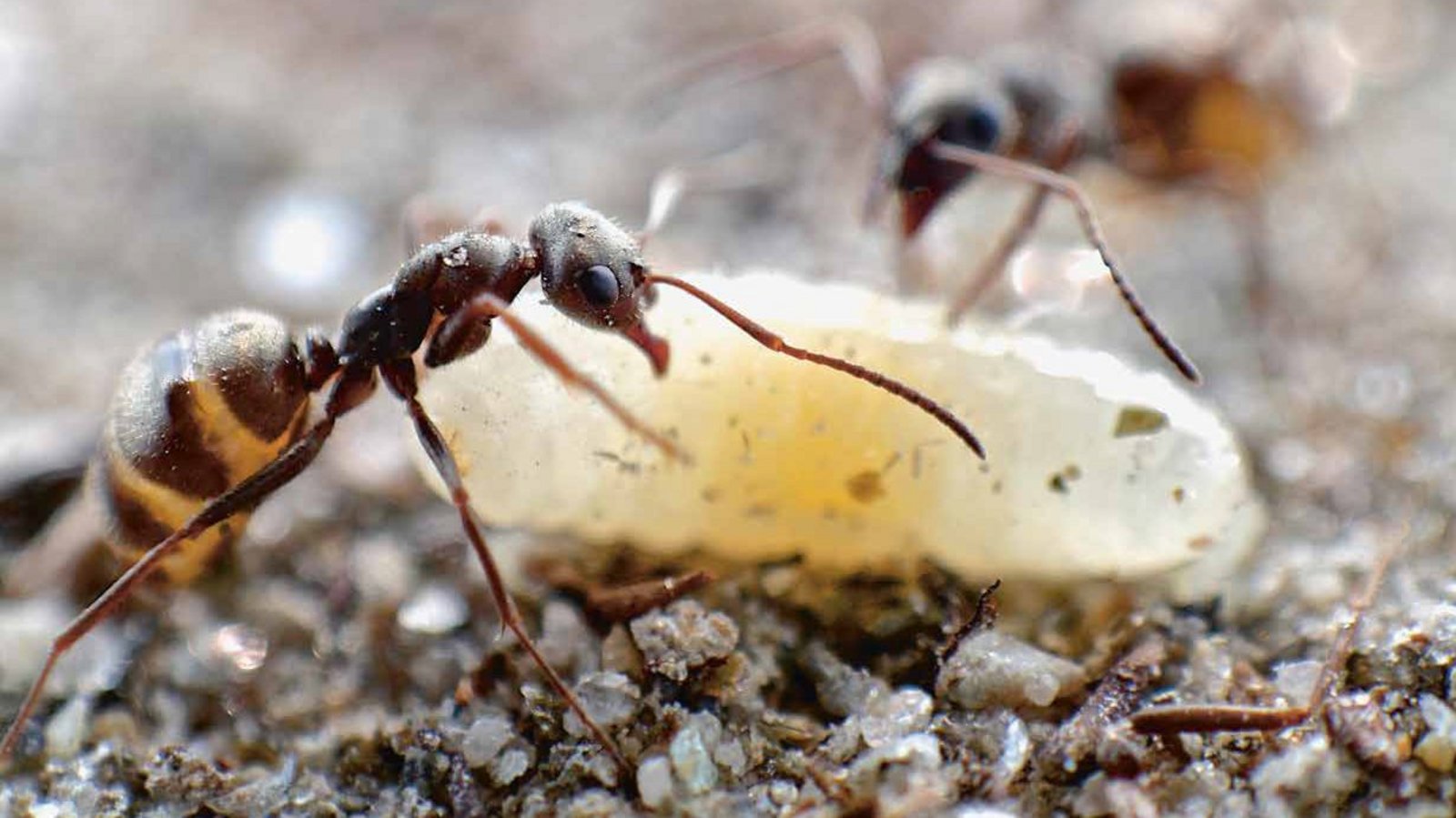 Ants – resistant to pathogens - waldwissen.net