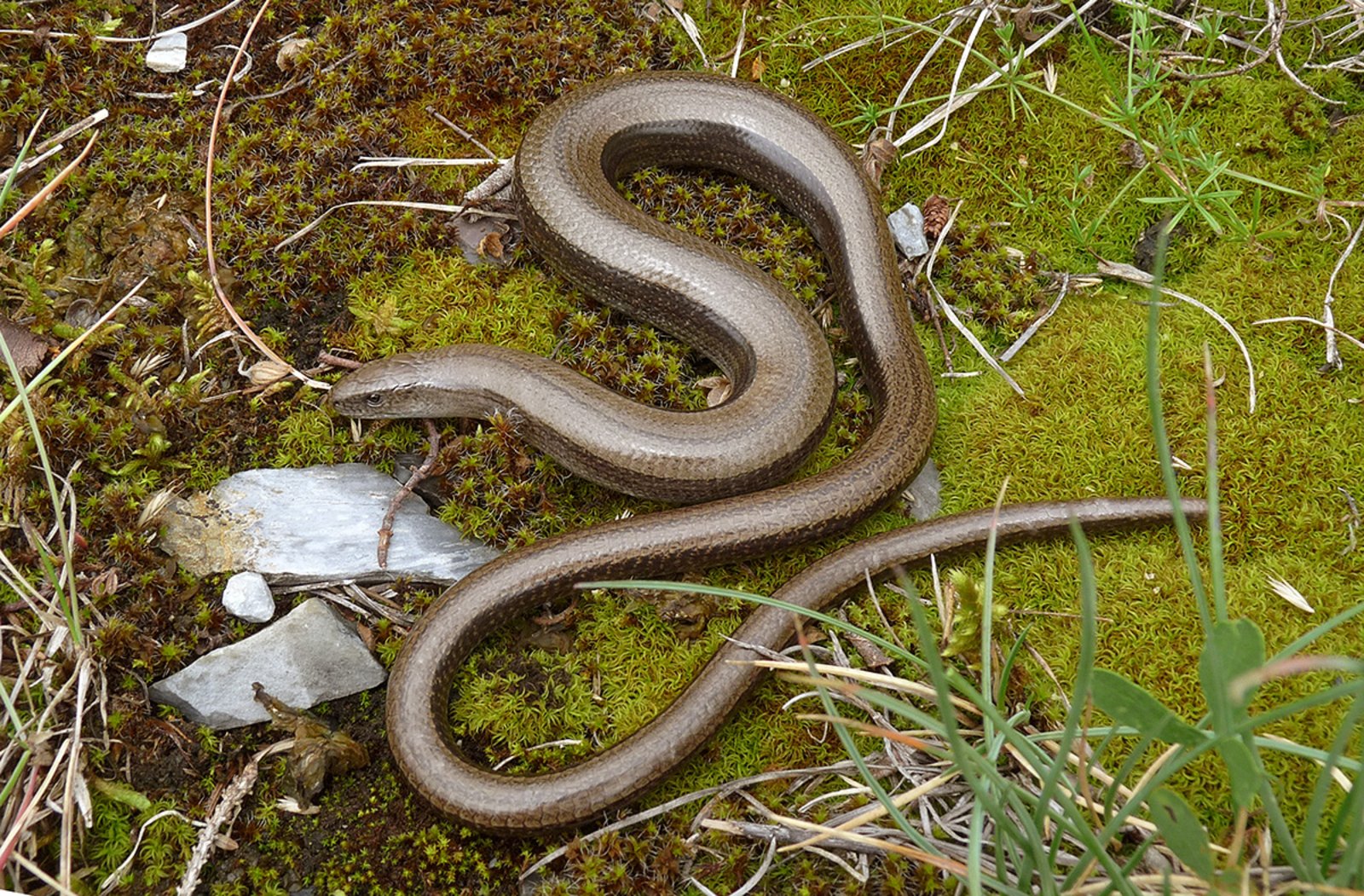 Die Blindschleiche (Anguis fragilis)