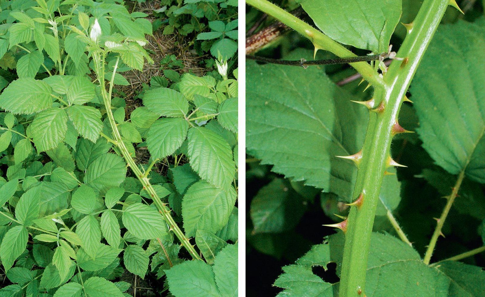 Invasive Neophyten im Wald