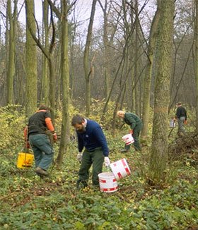Die Samenernte bei der Eiche