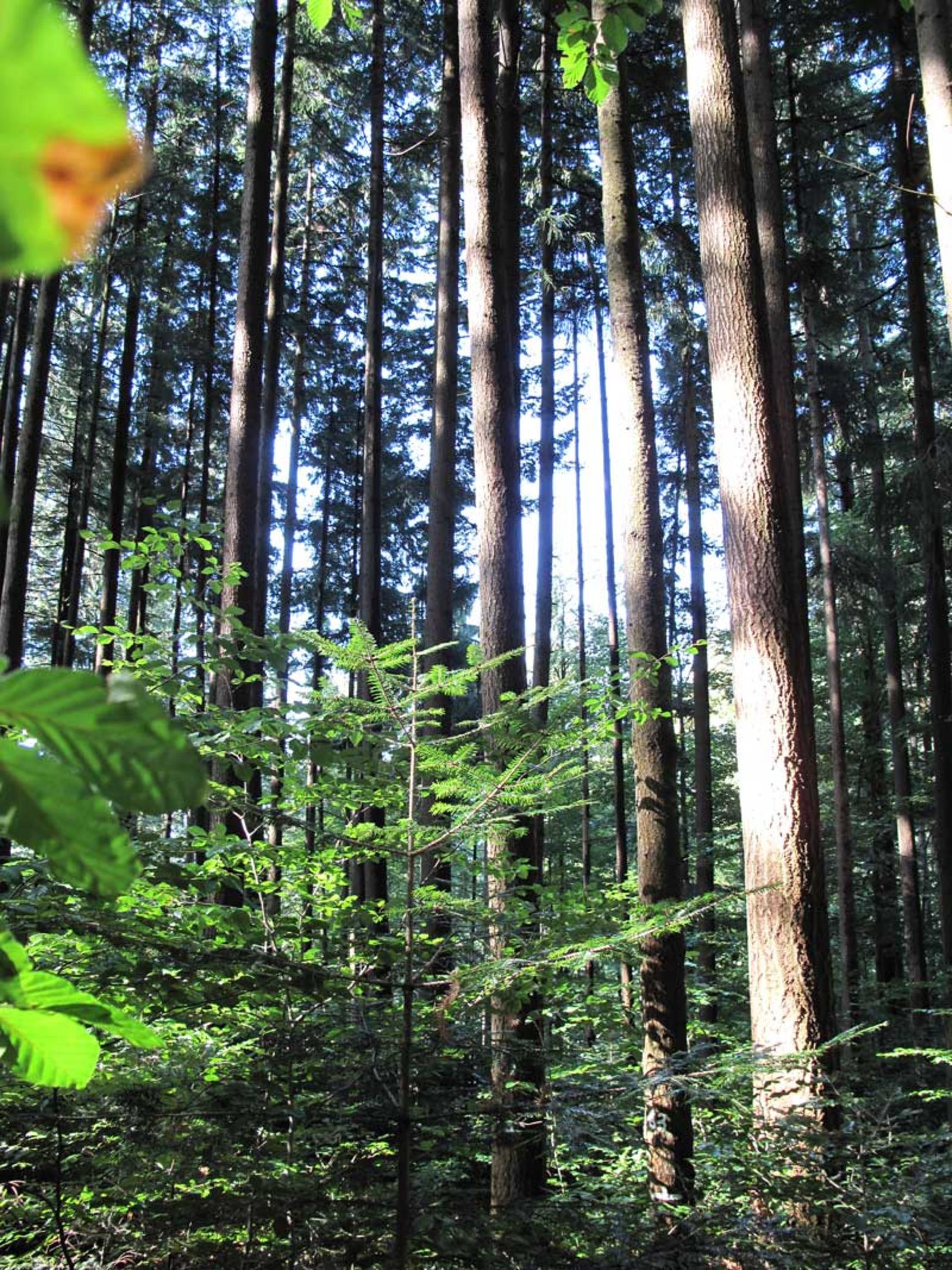 Zum Wachstum eingeführter Baumarten in Baden-Württemberg - waldwissen.net