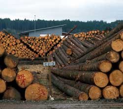 Wet Storage - Basics - waldwissen.net