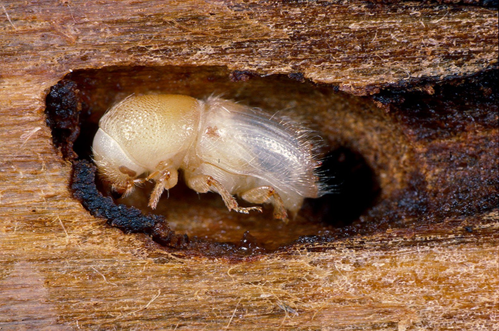 Insects in the forest ecosystem