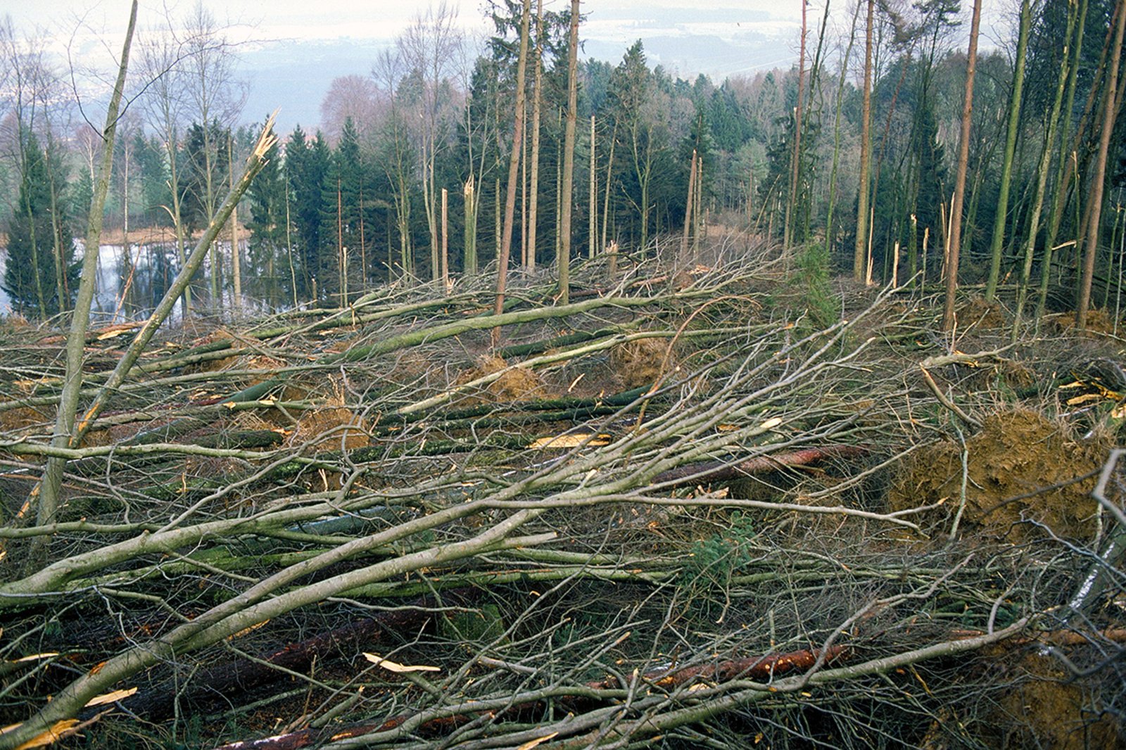 The Hurricane Lothar 1999: finding a Balance - waldwissen.net