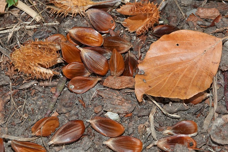 Utilizzazioni delle foreste a carattere agricolo nel periodo 1800-1950 ...