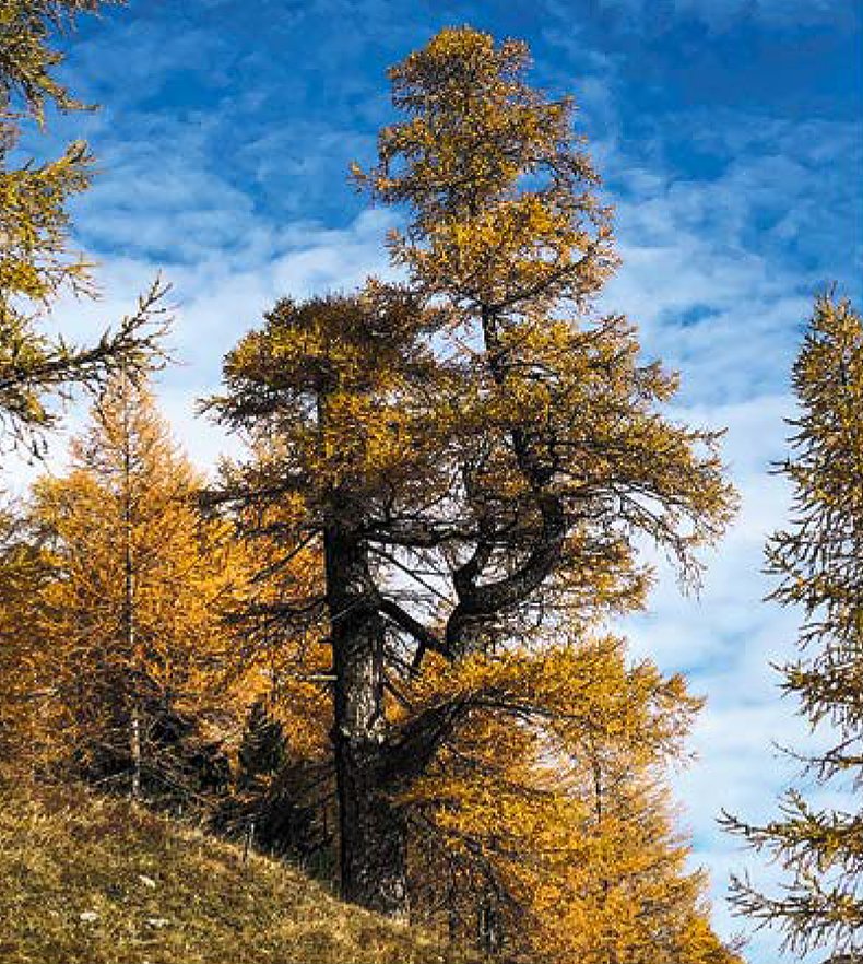 The history and future of the forests at the upper timberline ...