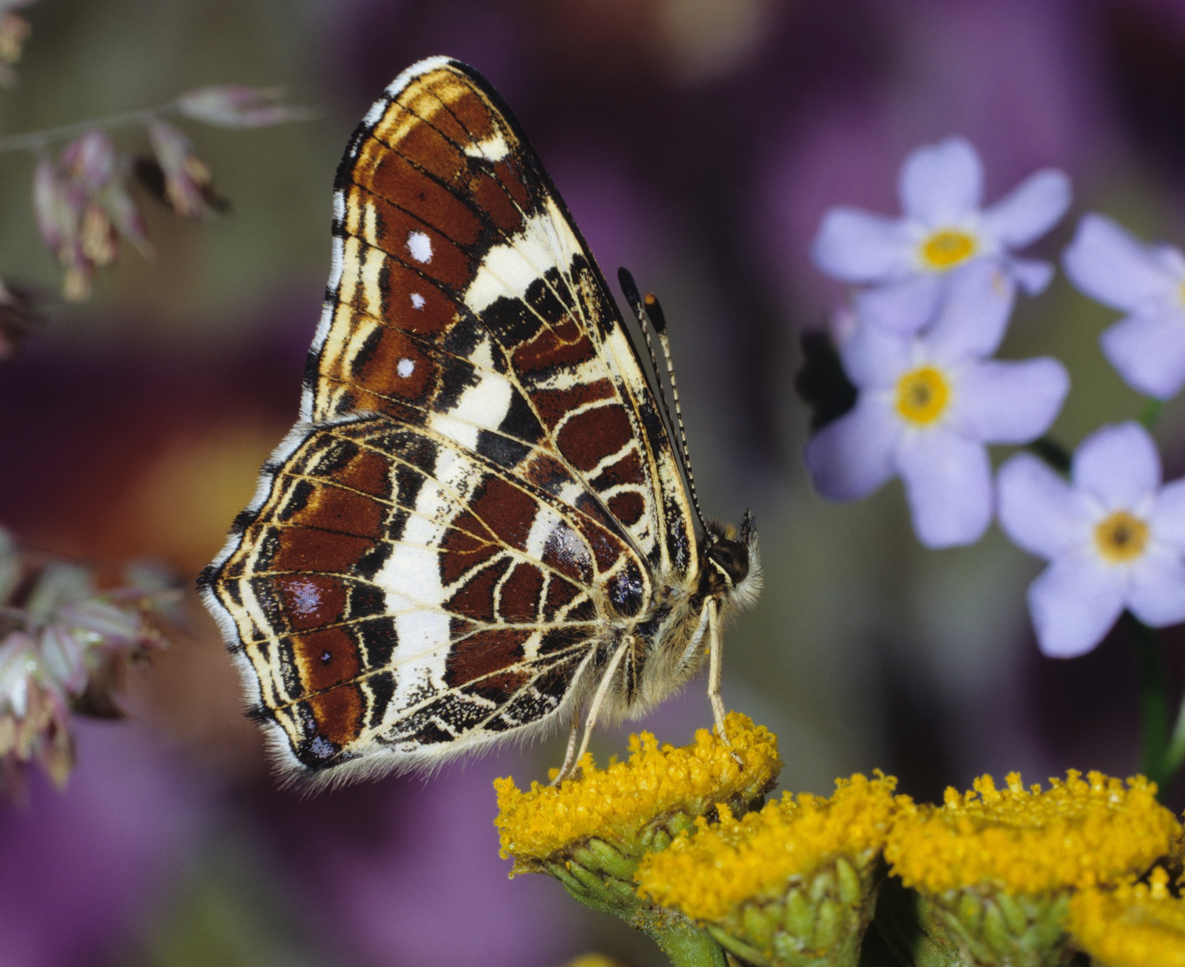 Das Landkärtchen - Falter mit zwei Gesichtern