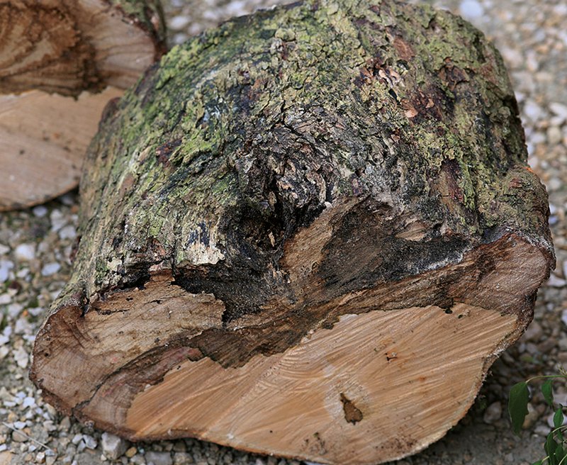 Fungal diseases currently affecting the sycamore - waldwissen.net