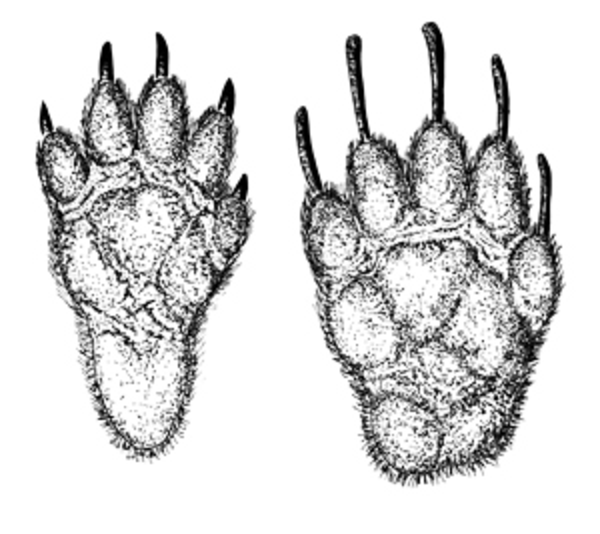 Der Dachs im Kanton Luzern - waldwissen.net