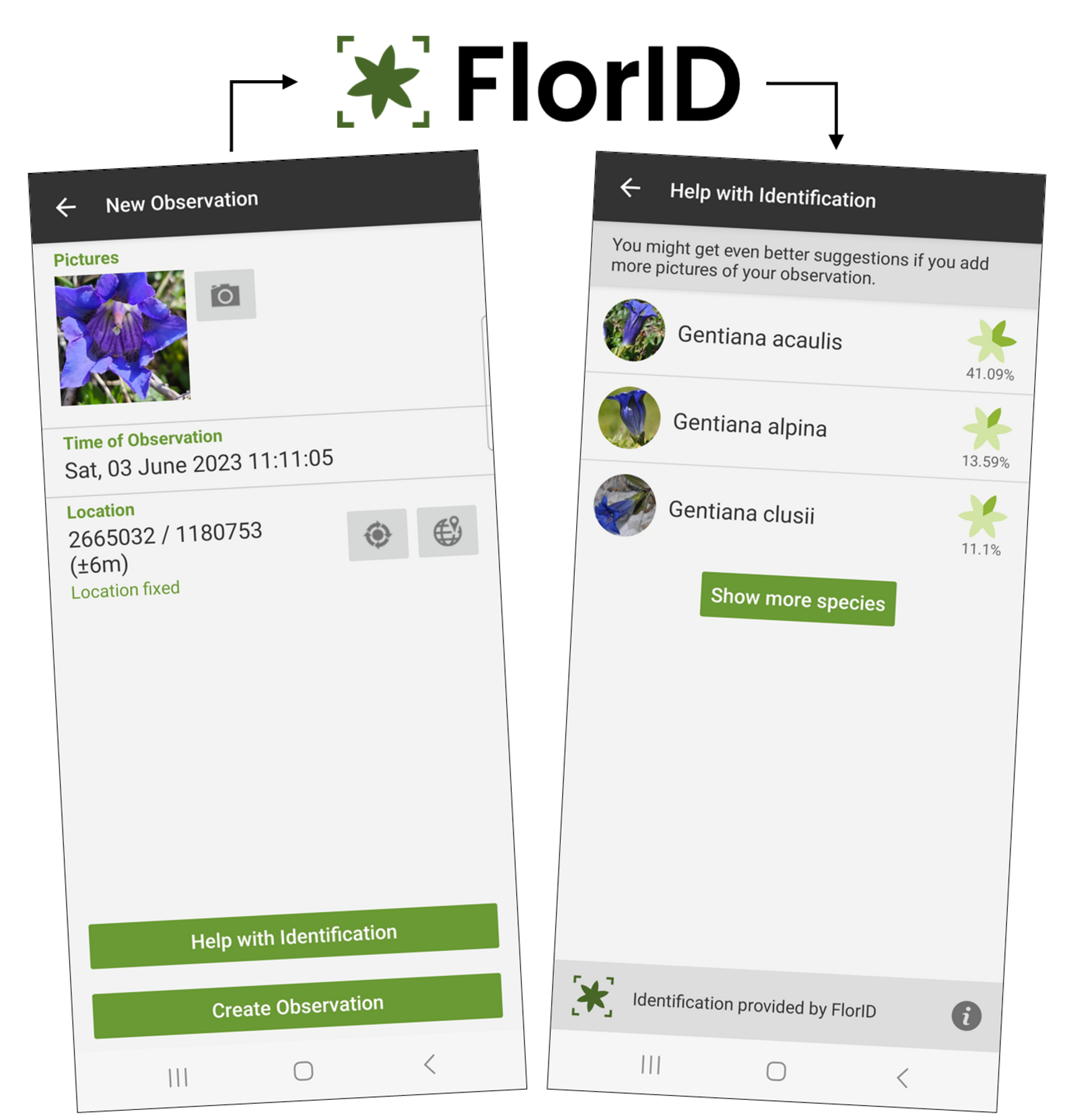 The FlorApp to identify plants more precisely - waldwissen.net