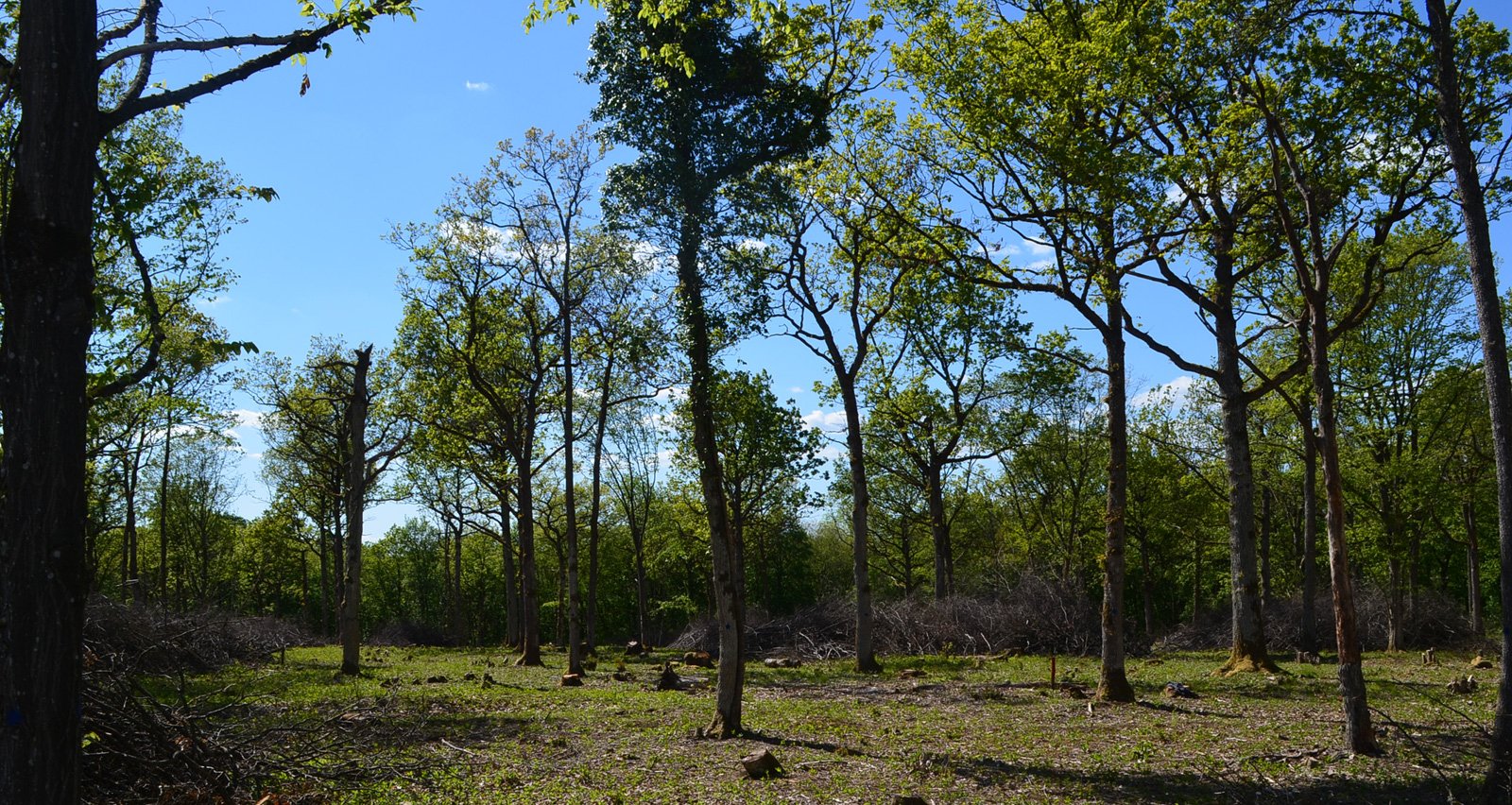 Vom artenreichen Mittelwald zum "sekundären Urwald"