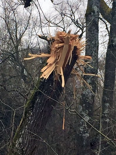 Blasting for nature conservation and occupational safety in the forest