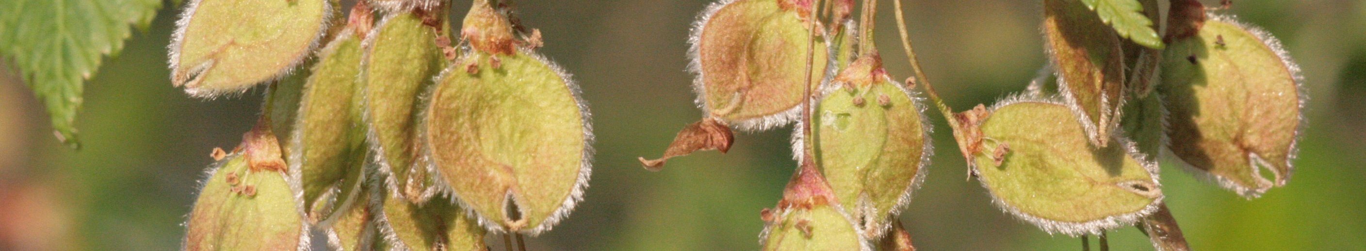 Die Flatterulme (Ulmus laevis)