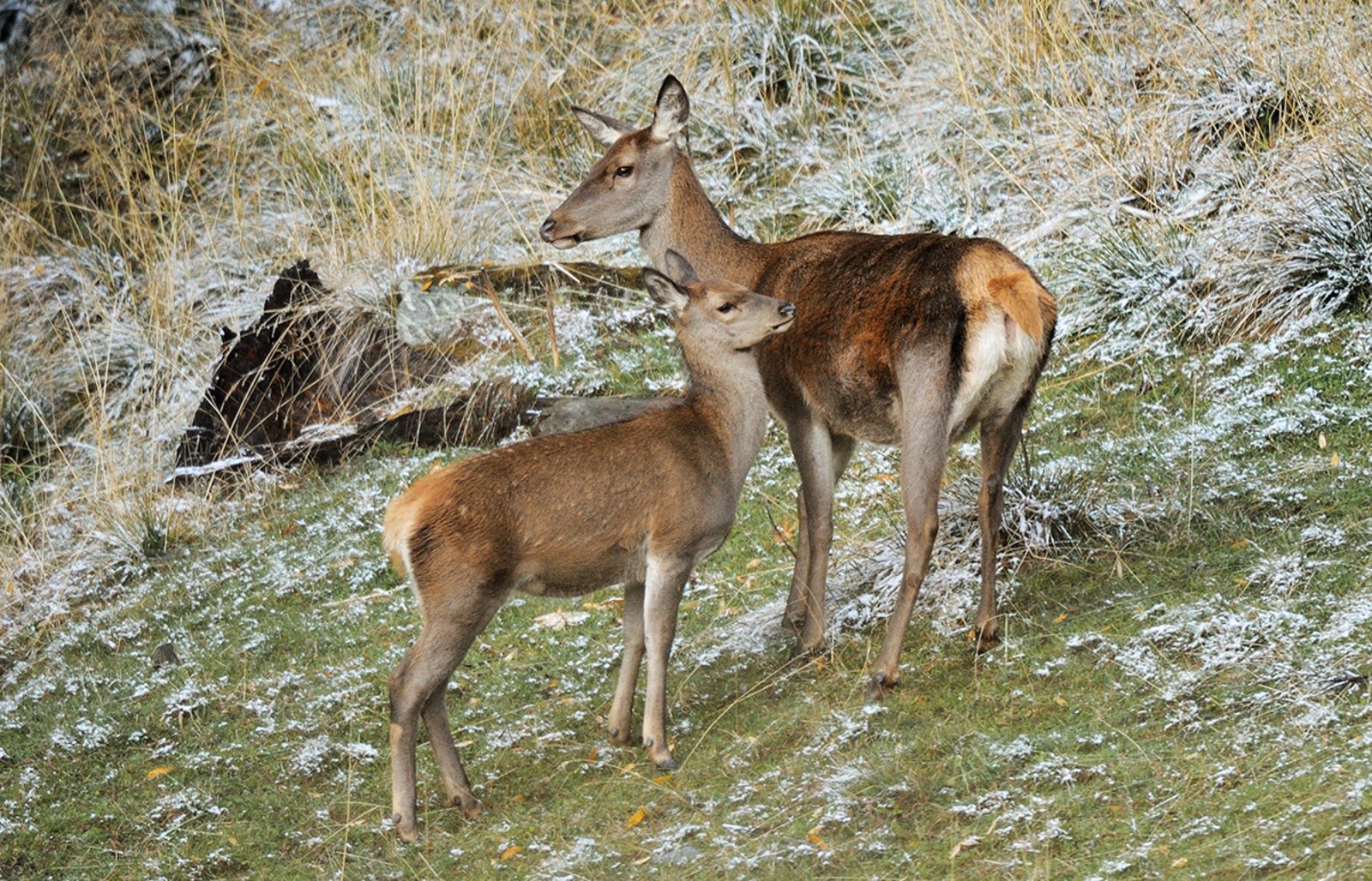 Der Rothirsch *(Cervus elaphus)*