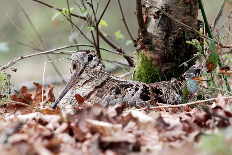 Die Waldschnepfe: Leicht zu beobachten, schwierig zu erfassen ...