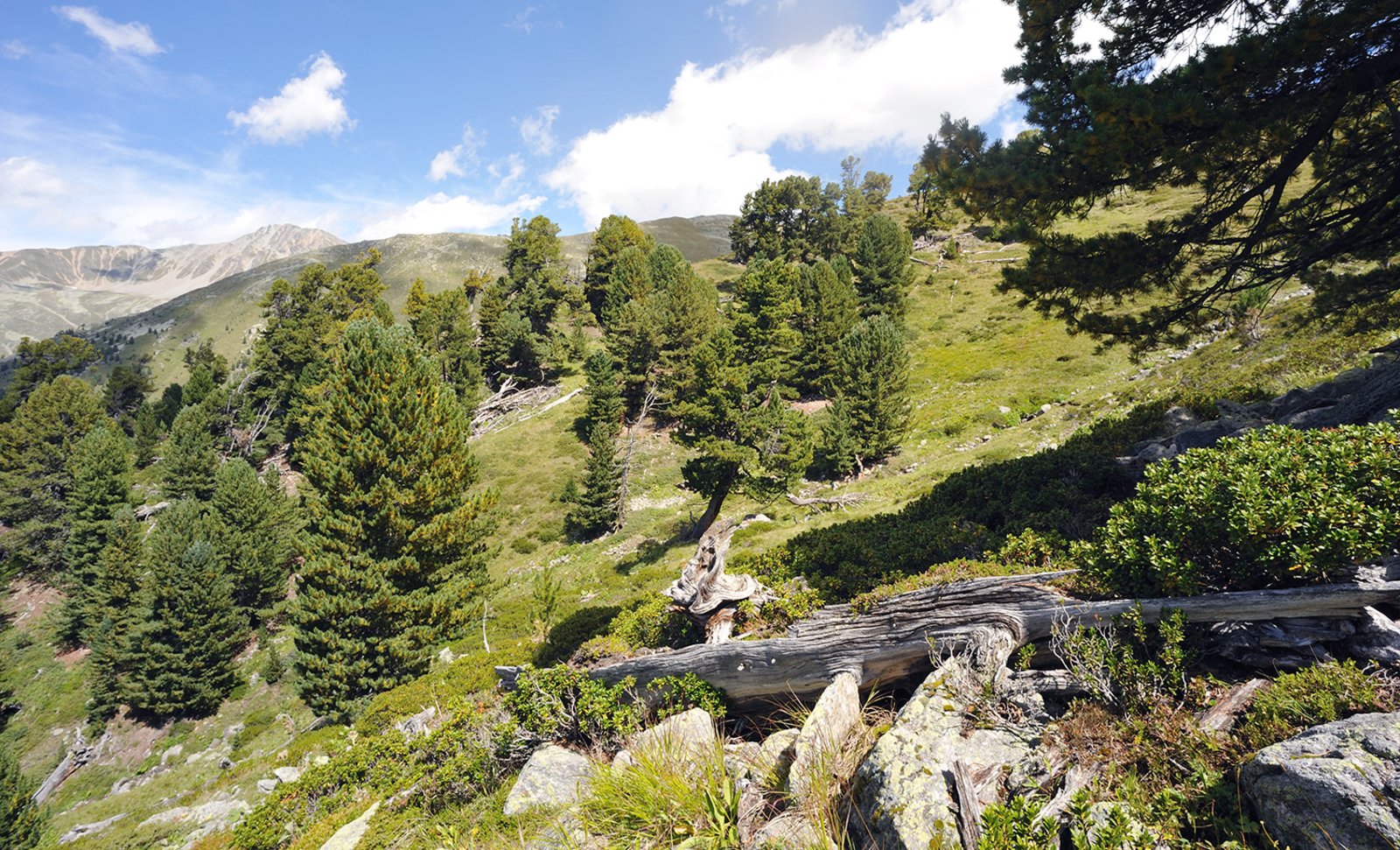 God da Tamangur – ein Arvenwald erholt sich - waldwissen.net