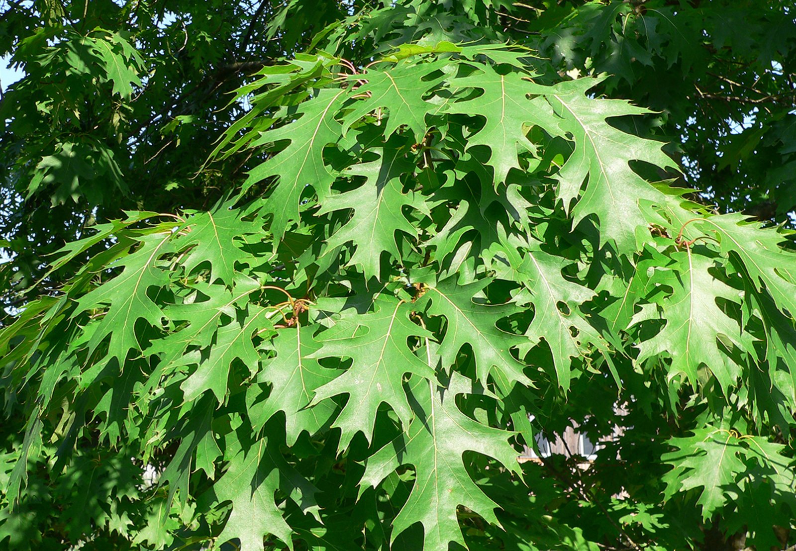 Die Roteiche - waldwissen.net