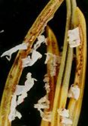 Fichtennadelrost (*Chrysomyxa* spp.)