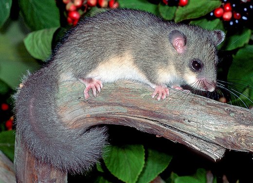 Shy dormouse with pirate’s face - waldwissen.net