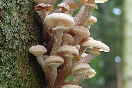 Le plus grand champignon de Suisse - waldwissen.net