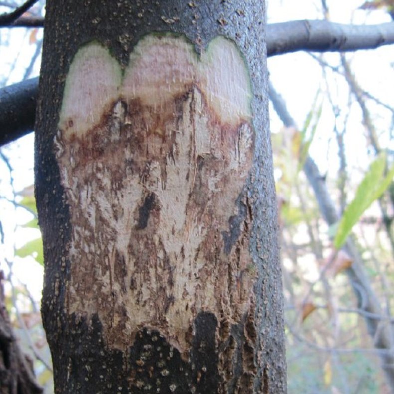 Chestnut blight: symptoms, biology and management strategies ...