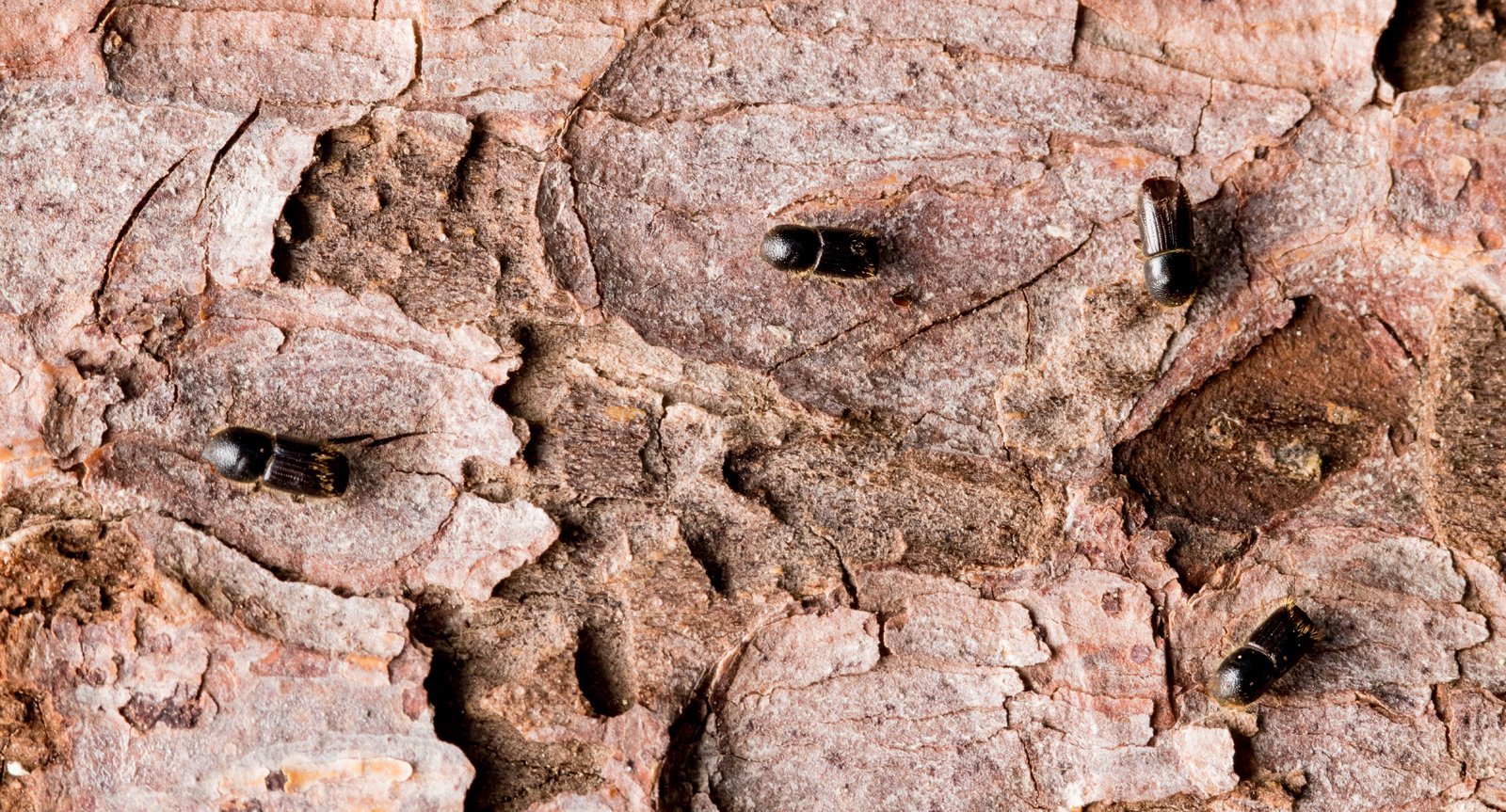 The search for bark beetle infestation - waldwissen.net