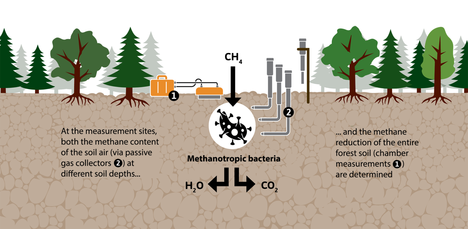 Methane is in the air – the forest soil as a climate savior ...