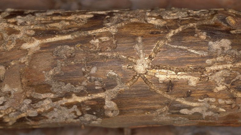 Wichtige Borkenkäferarten und ihre ökologische Bedeutung - waldwissen.net