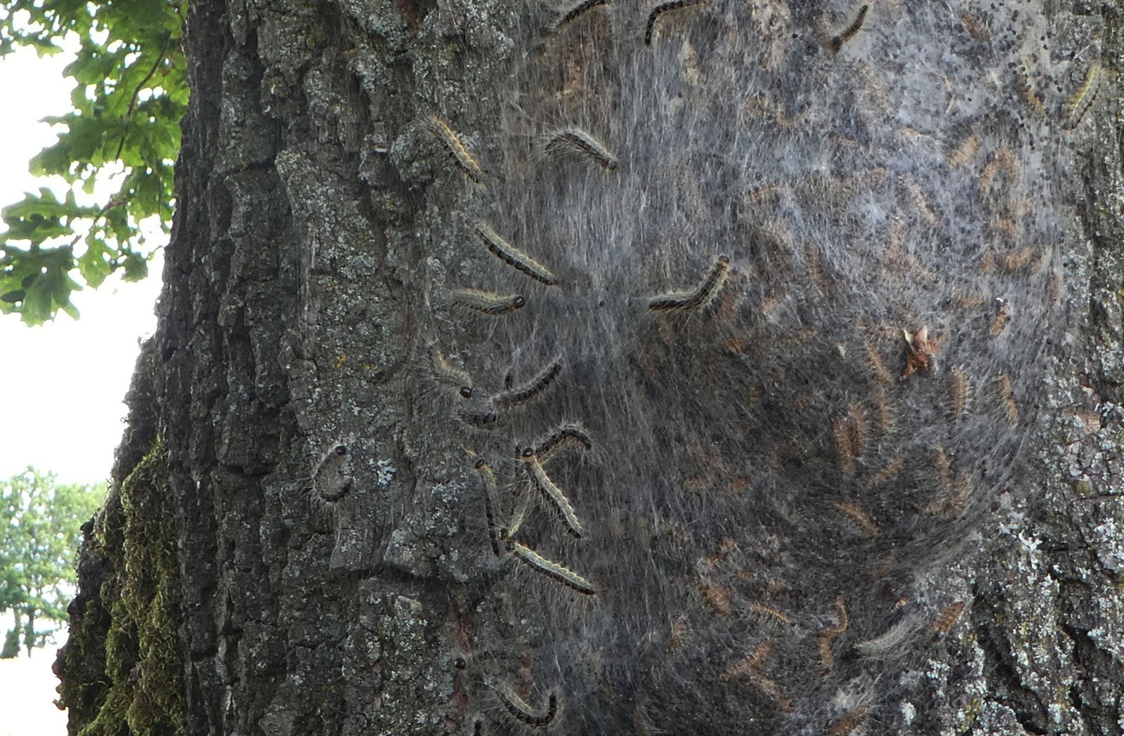LWF-Merkblatt Nr. 15 - Eichenprozessionsspinner - waldwissen.net