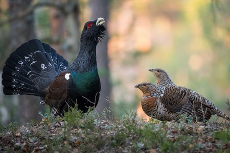 Grouse protection - waldwissen.net