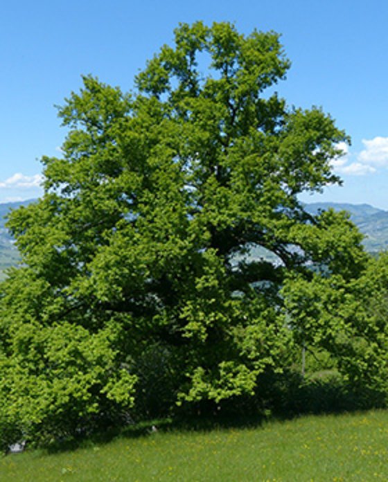 How far does pollen travel? - waldwissen.net