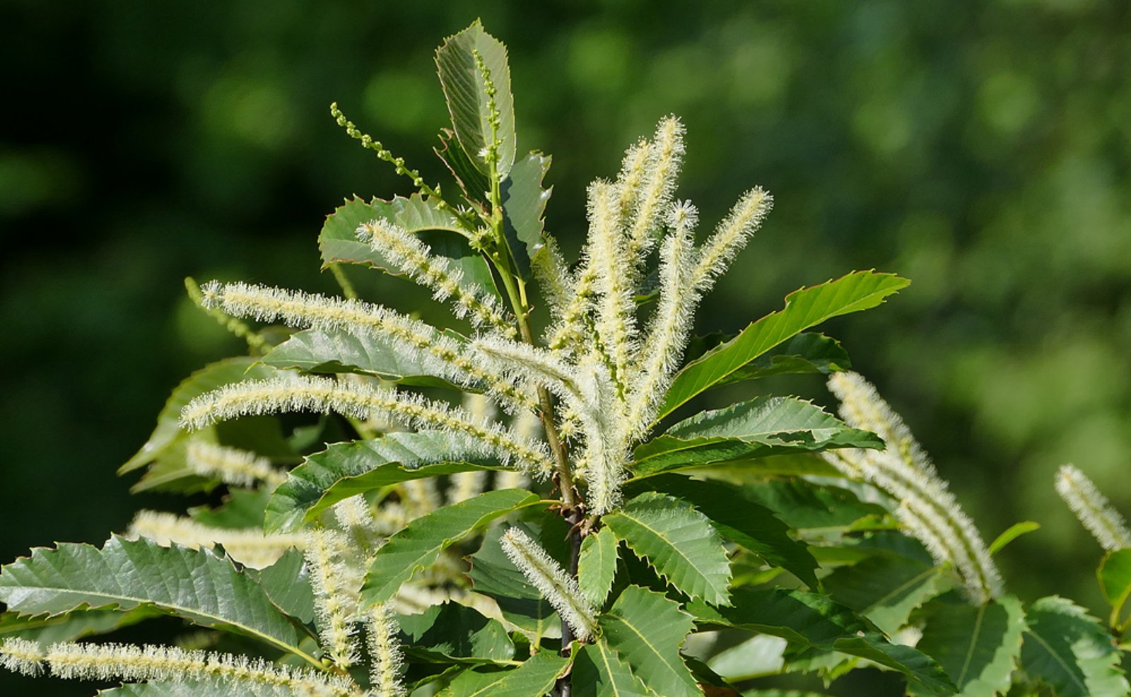 Die Edelkastanie (Castanea sativa)