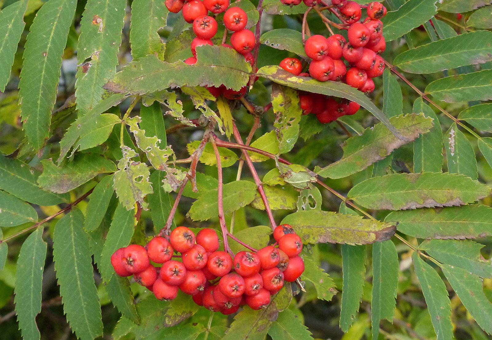 Die Vogelbeere (Sorbus aucuparia)