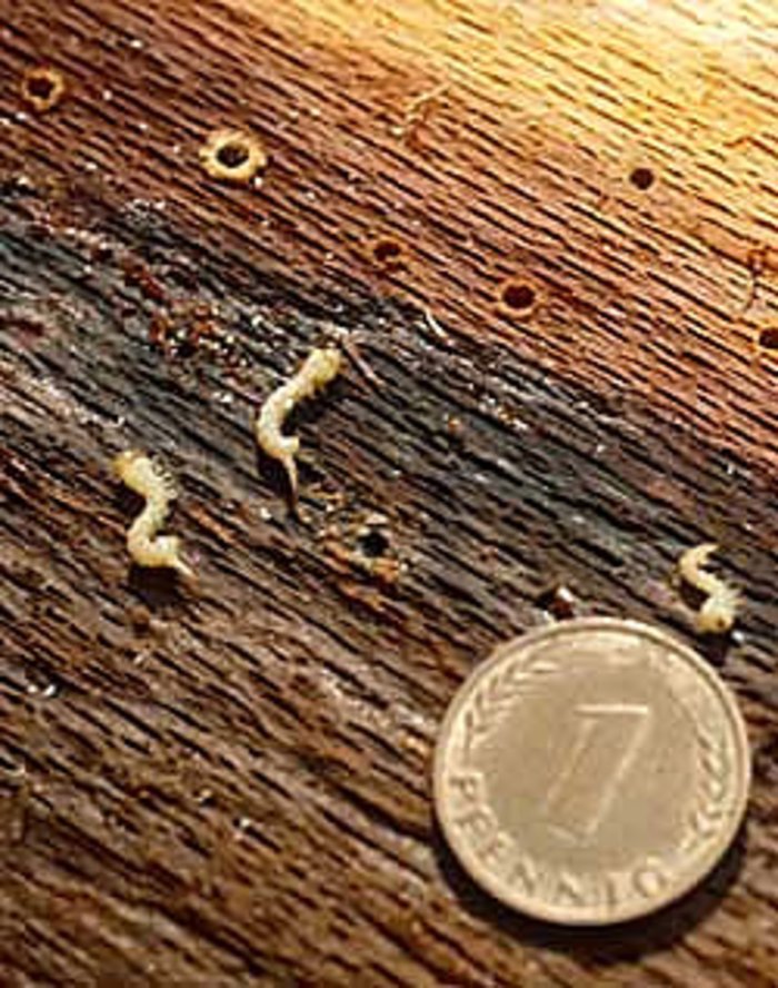 Prevention and Control of Wood Boring Insects