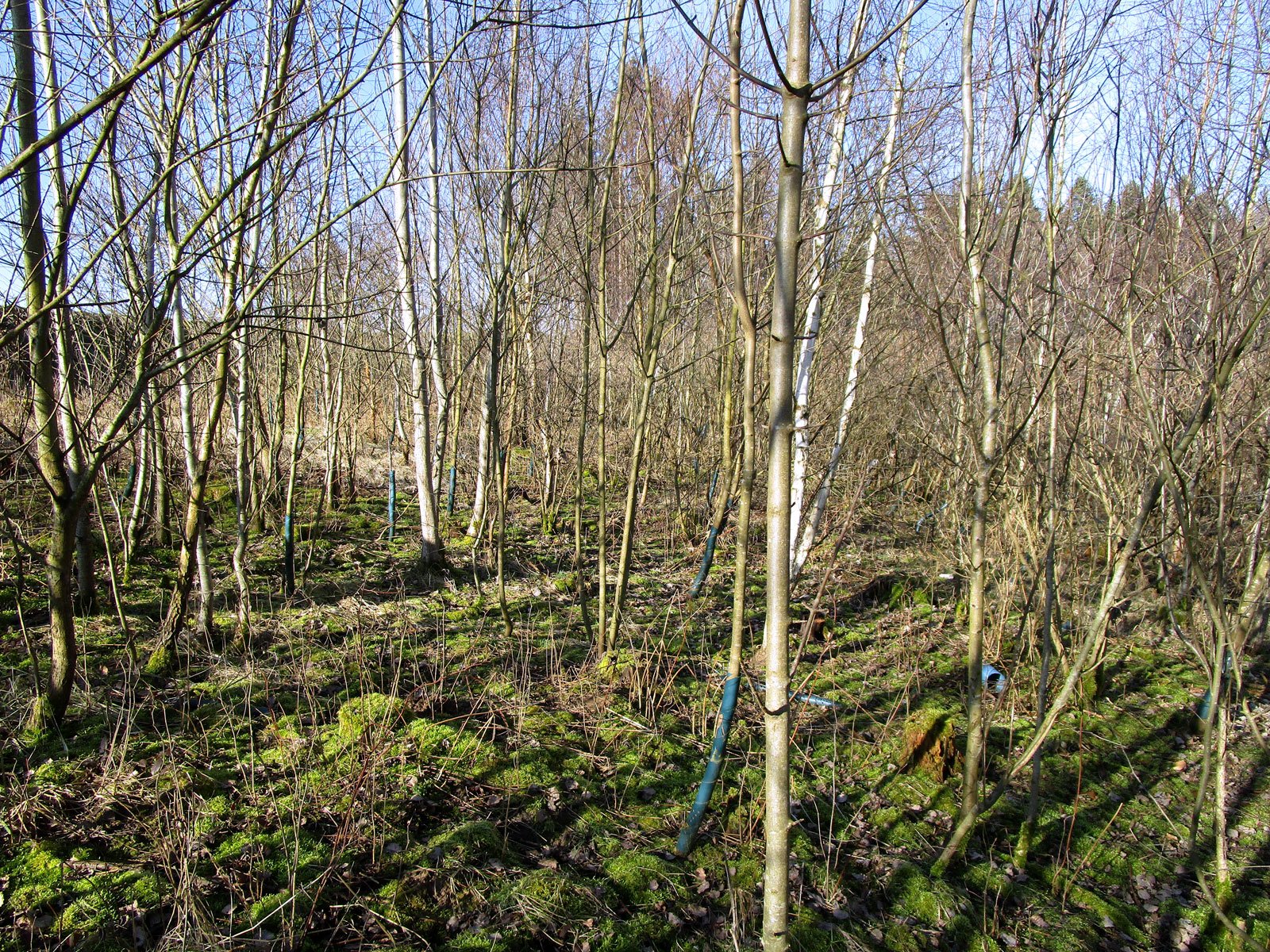 Unterschätzte Pioniere - waldwissen.net