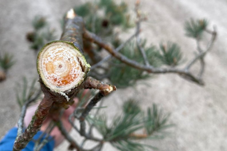 Probenentnahme aus der Luft: Wie Drohnen die Saatguternteeinschätzung ...