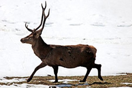 Wildtiere kennen keine Grenzen