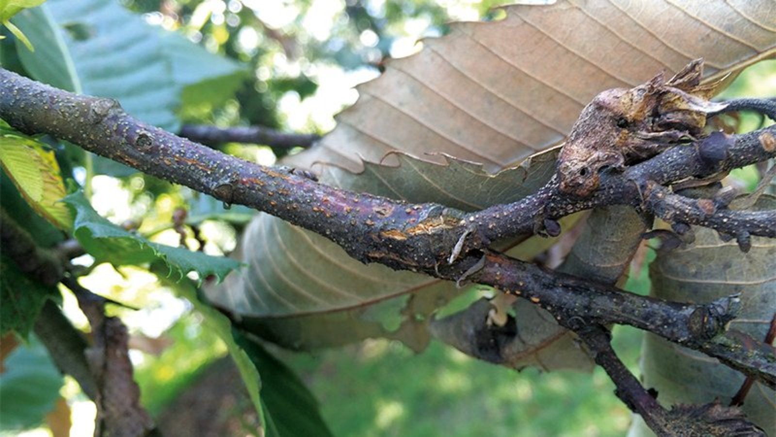 Chestnut blight: symptoms, biology and management strategies ...