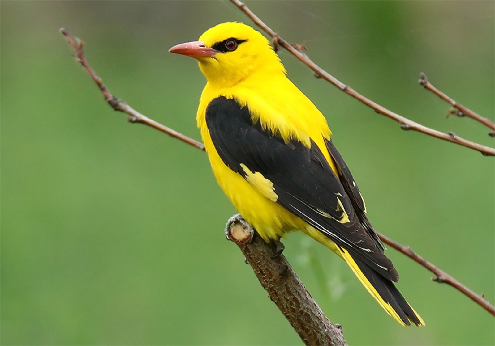 Einheimische Waldvögel: Der Pirol (*Oriolus oriolus*)