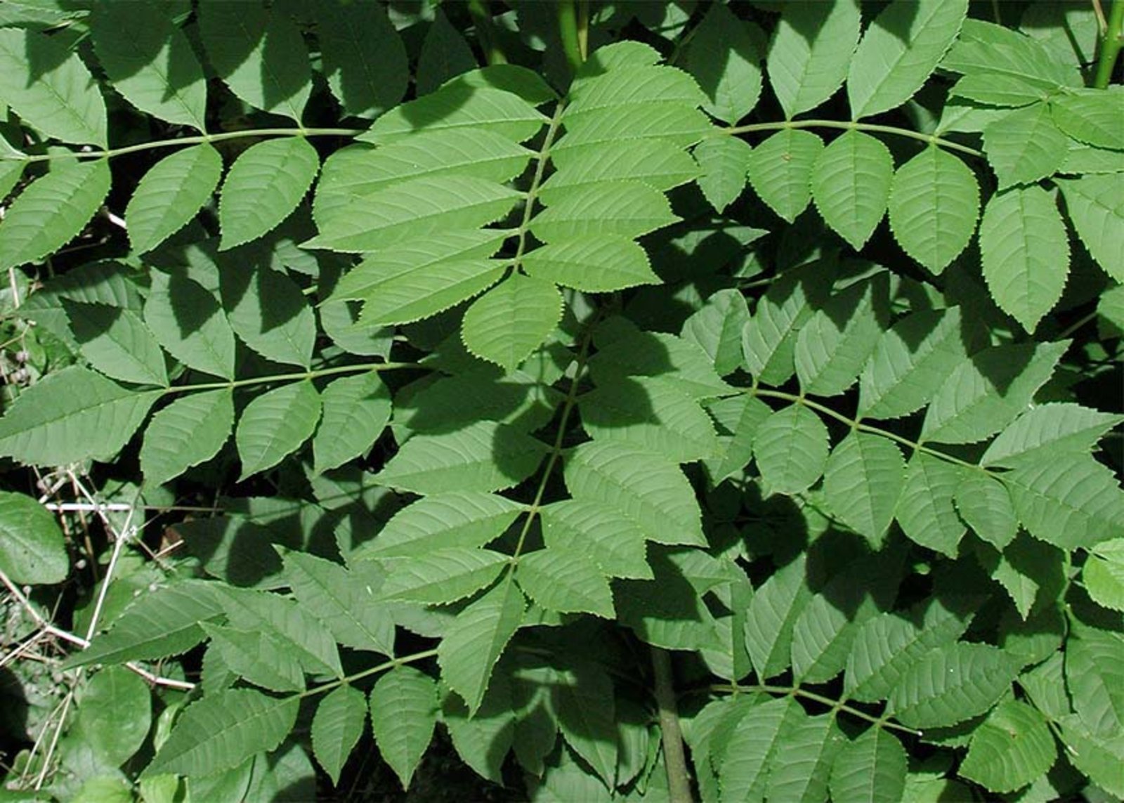 Die Esche (Fraxinus excelsior)