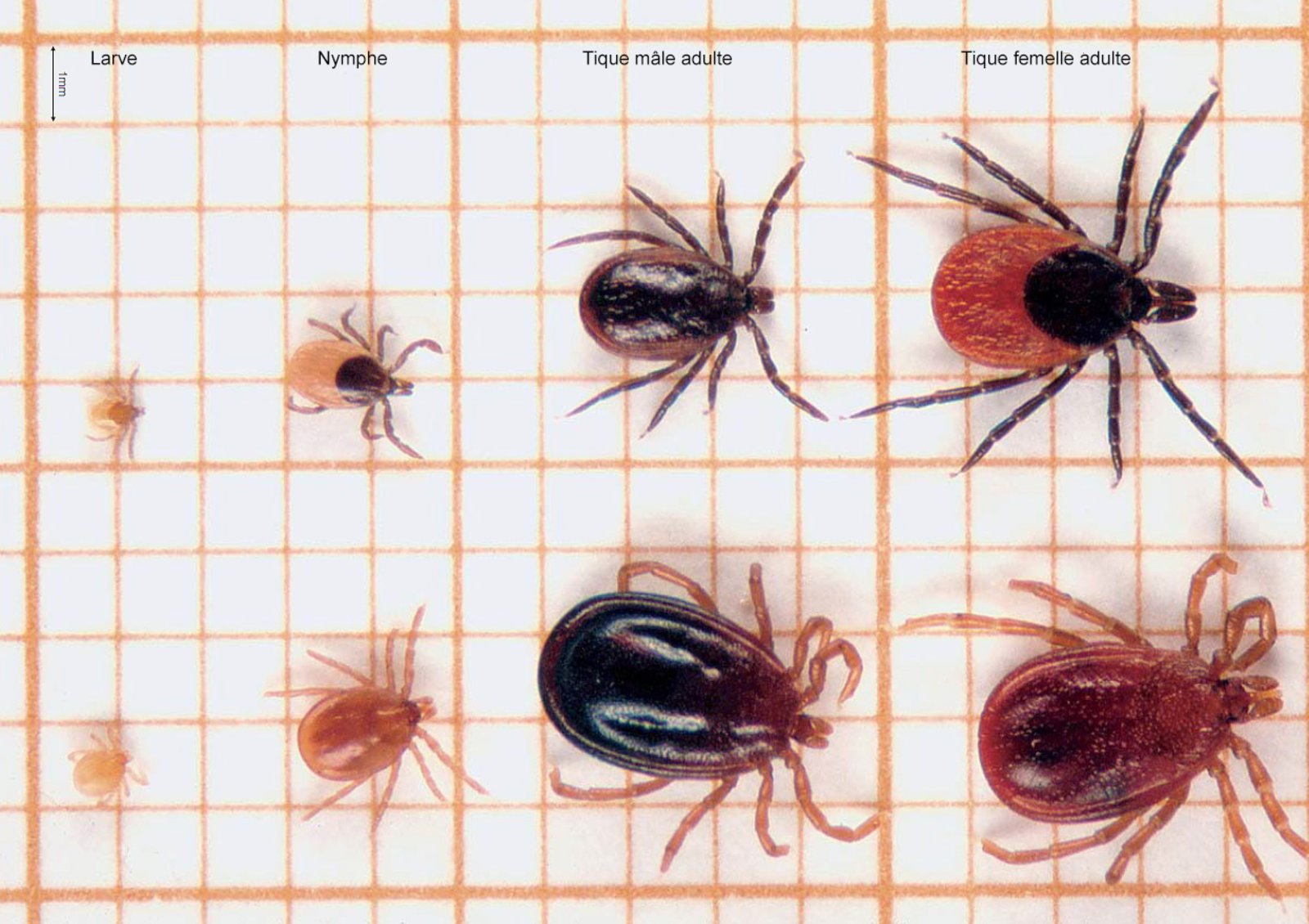 Ce qu’il faut savoir sur les tiques - waldwissen.net