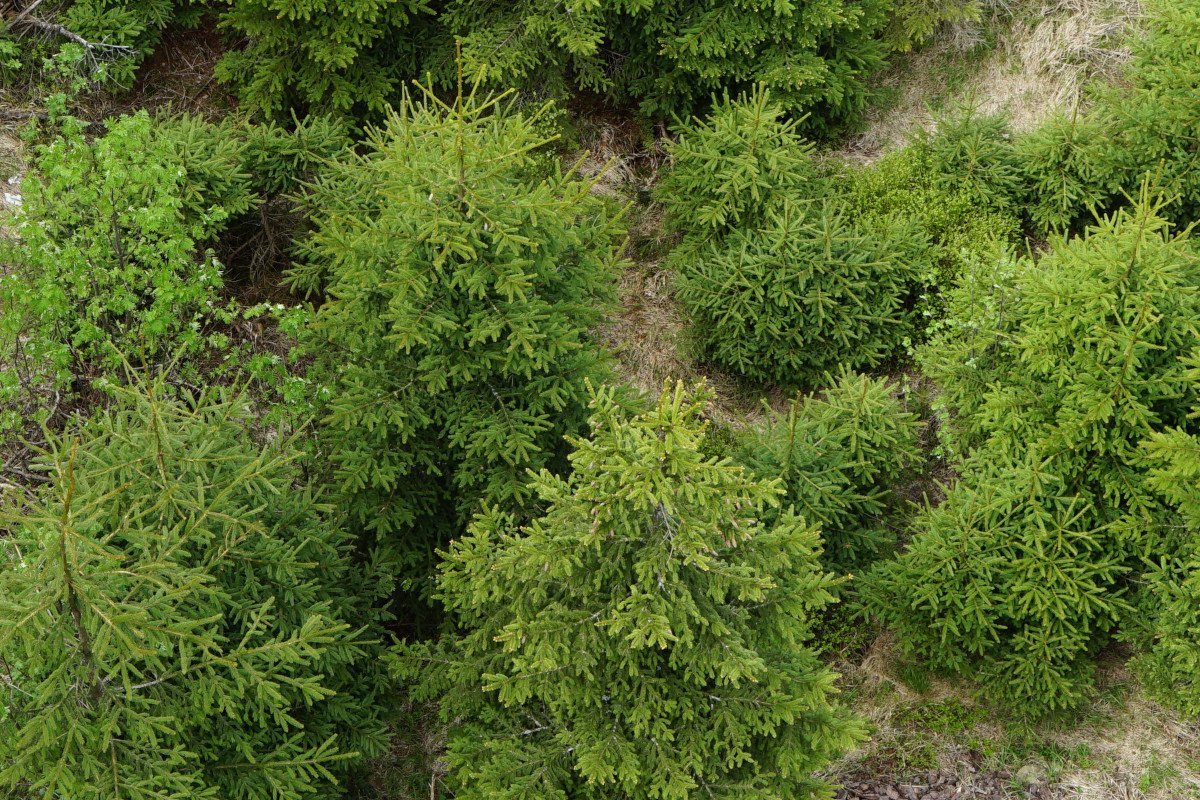 Carbon cycle in forests faster than often assumed - waldwissen.net