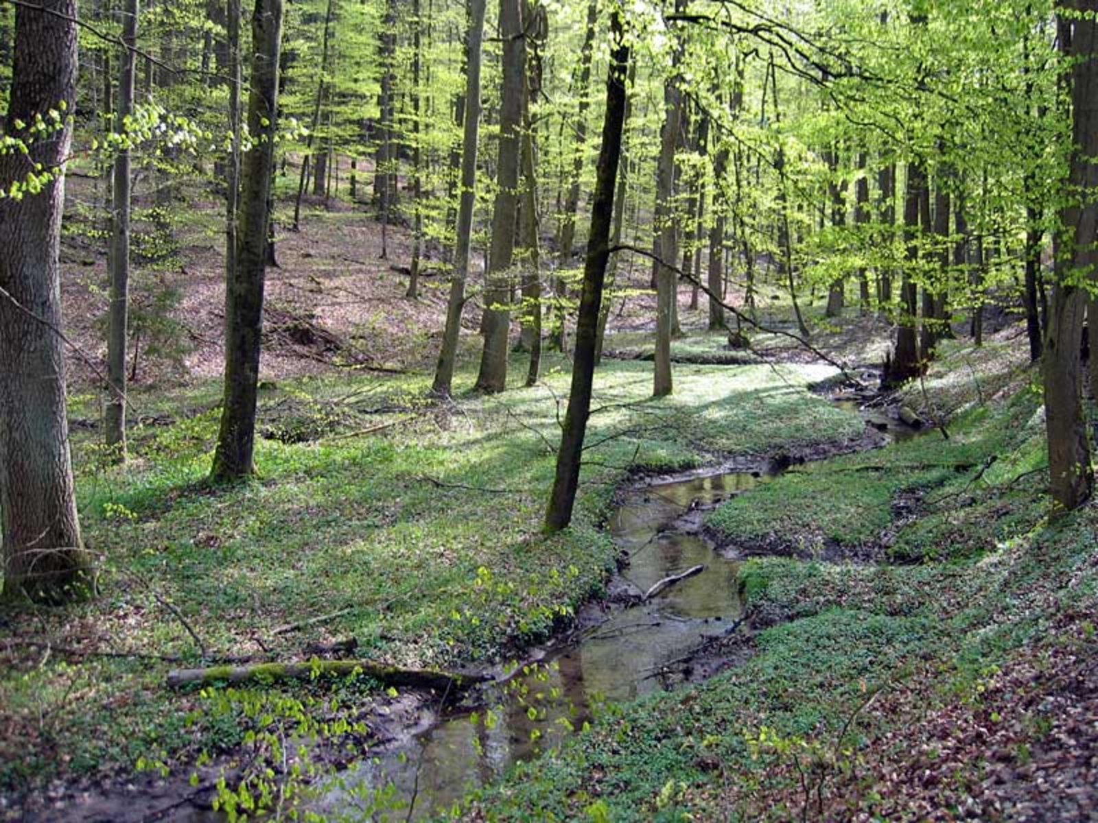 Handbuch Wald und Wasser
