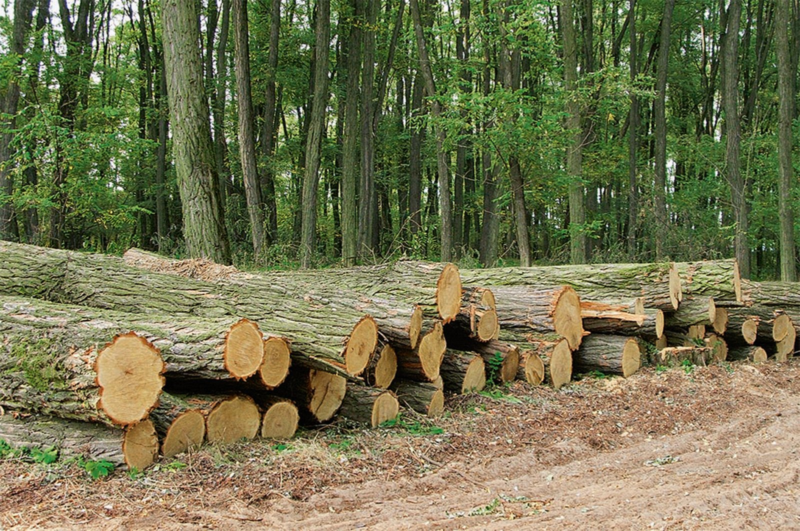 Die Robinie gibt zu diskutieren - waldwissen.net