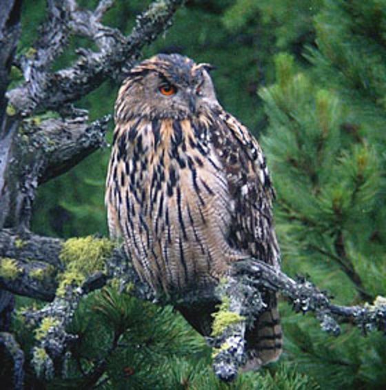 Uhus auf dem Rückzug?