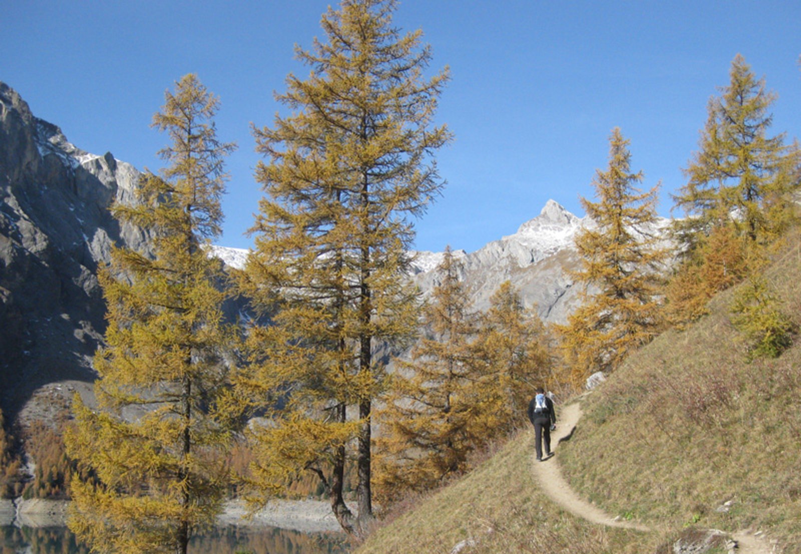 Die Lärche (Larix decidua)