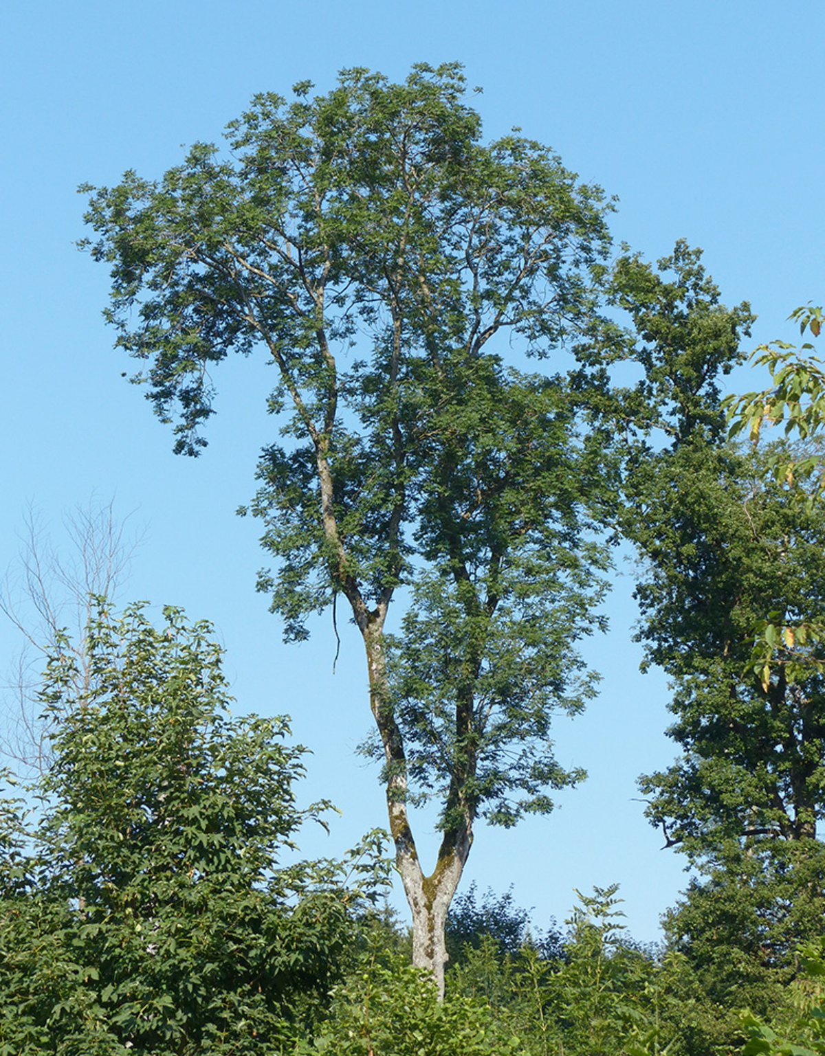 Die Esche (Fraxinus excelsior)