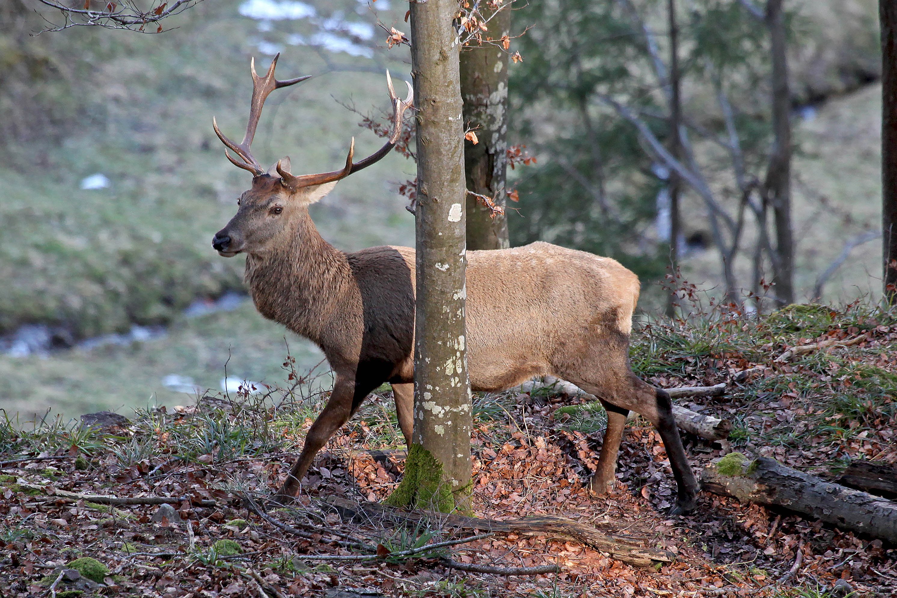 Der Rothirsch in der Ostschweiz - waldwissen.net
